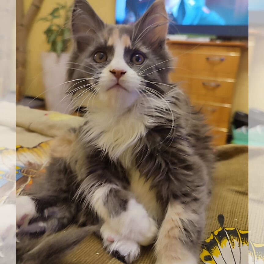 Мейн-кун котёнок