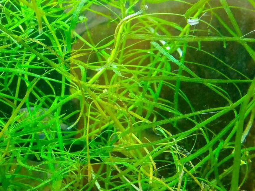 Аквариумное растение (октопус, Pogostemon octopus)