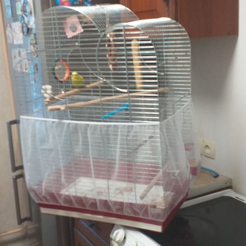 Попугай с большой клеткой