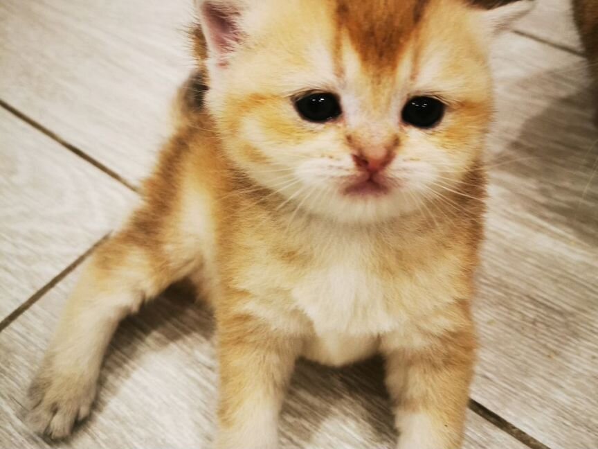 Шотландские вислоухие котята