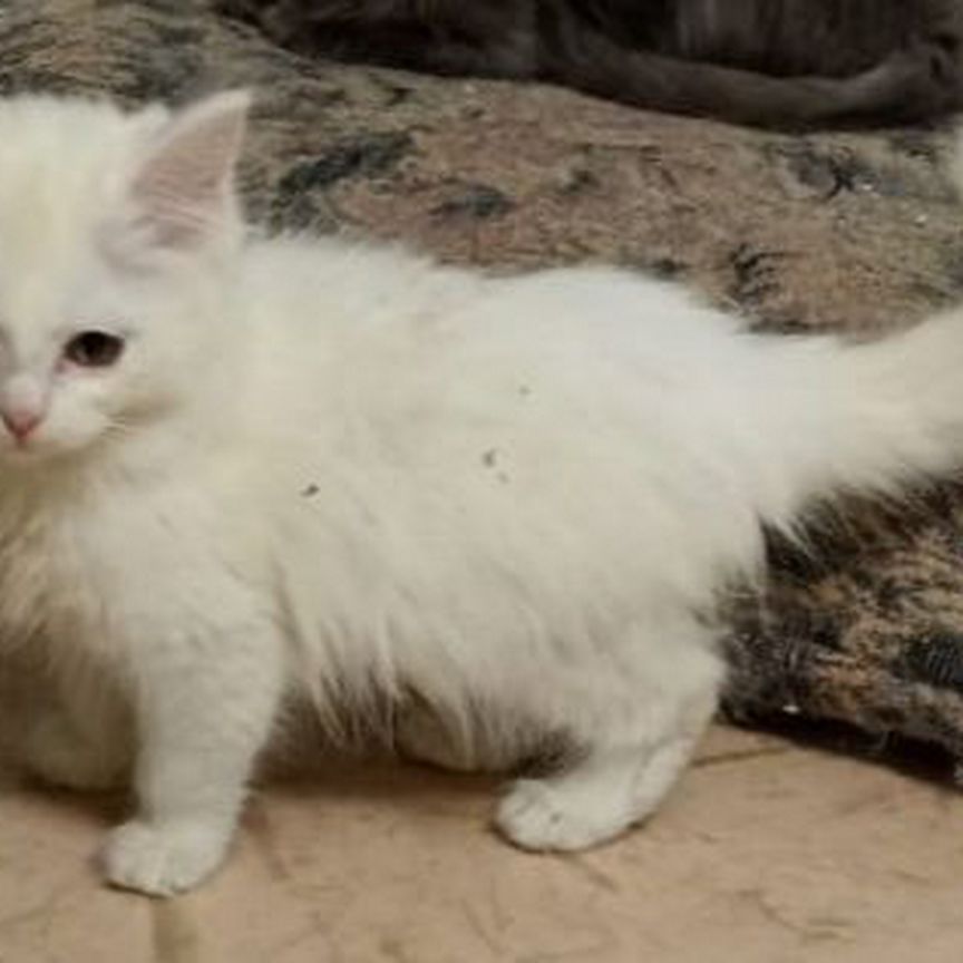 Белый котенок