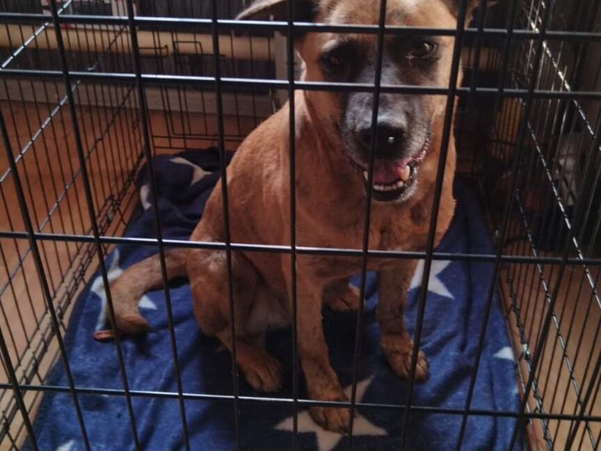 Найдена собака рыжая с чёрным