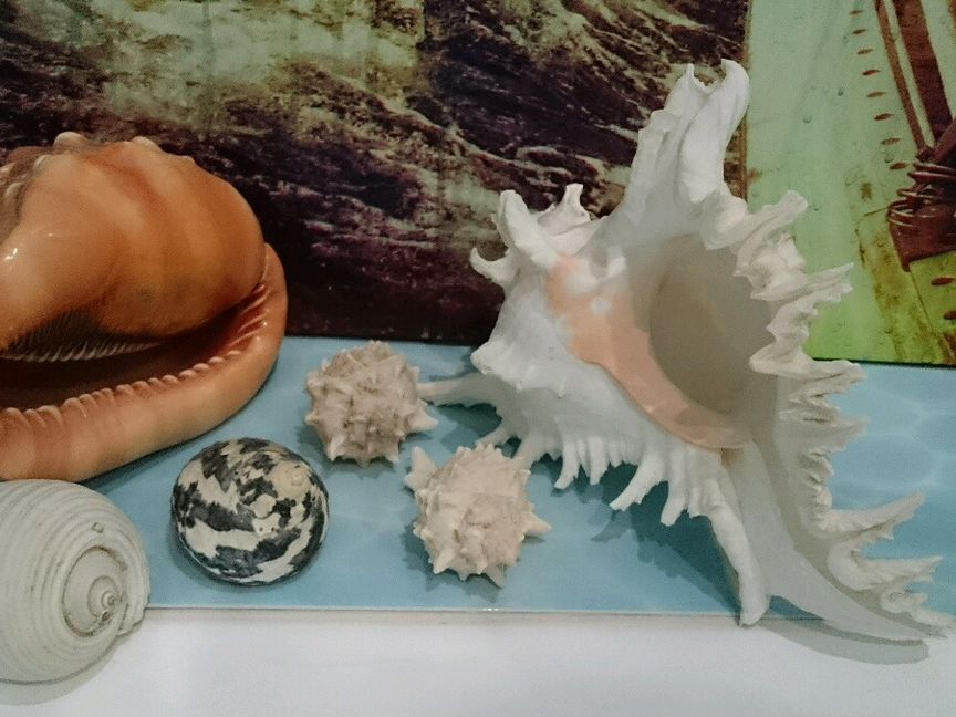 Раковины из Греции и Хорватии