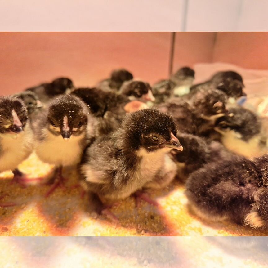 Цыплята суточные порода Маран