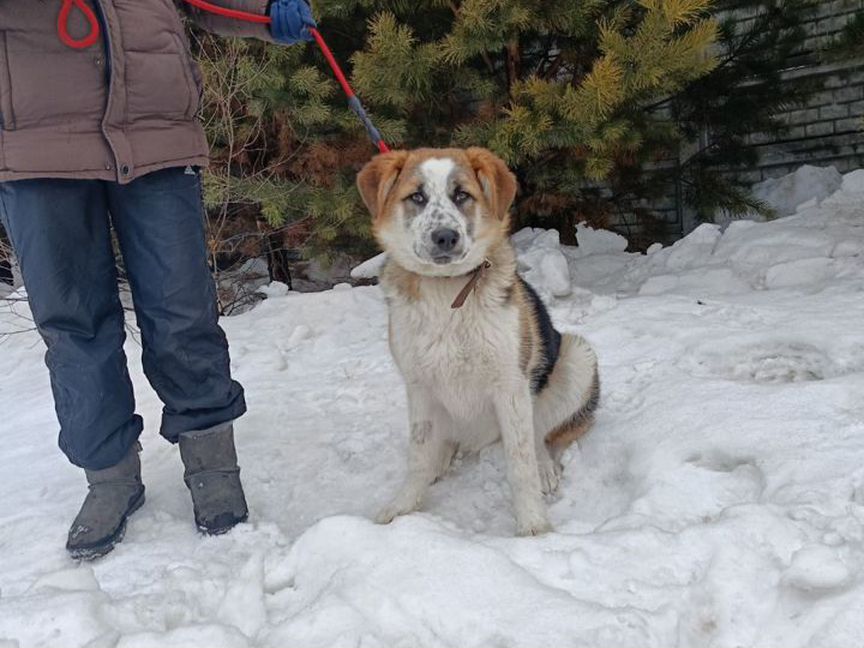 Собака щенок на охрану