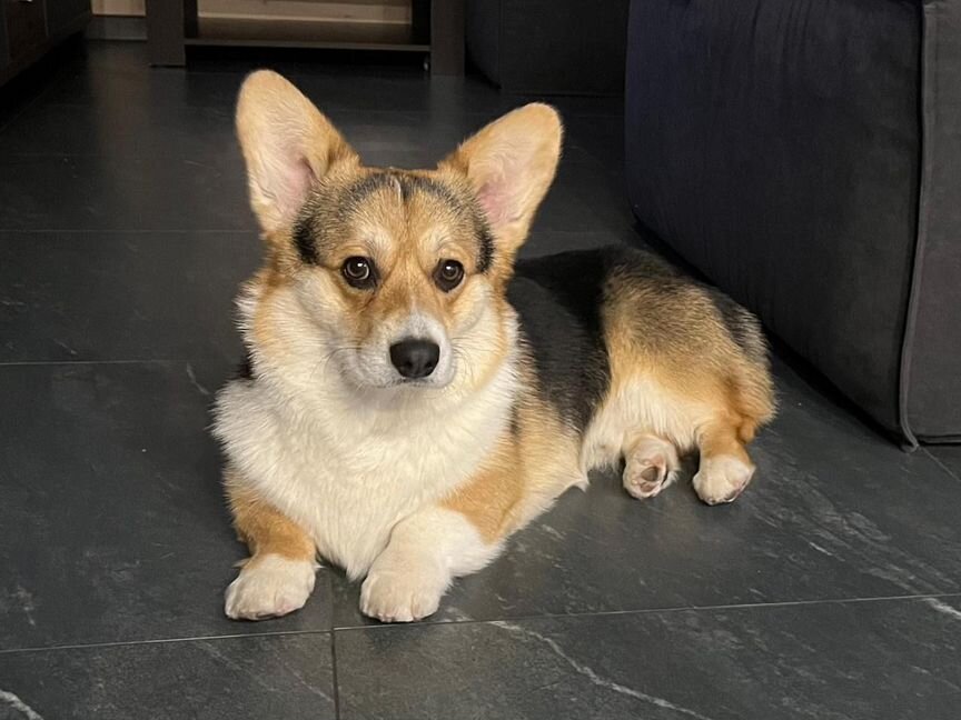 Вельш-корги пемброк кобель для вязки