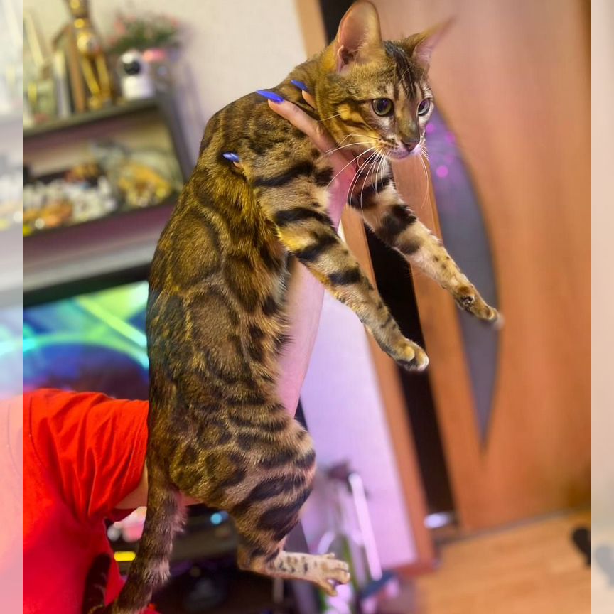 Кошки