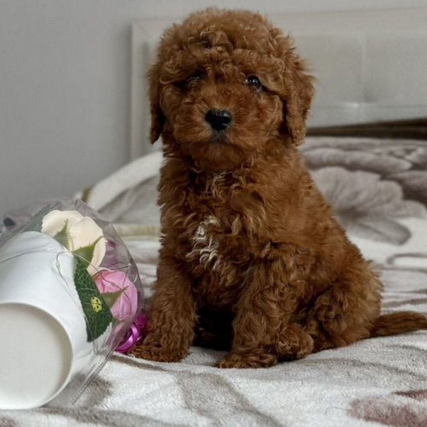 Той-пудель, щенок