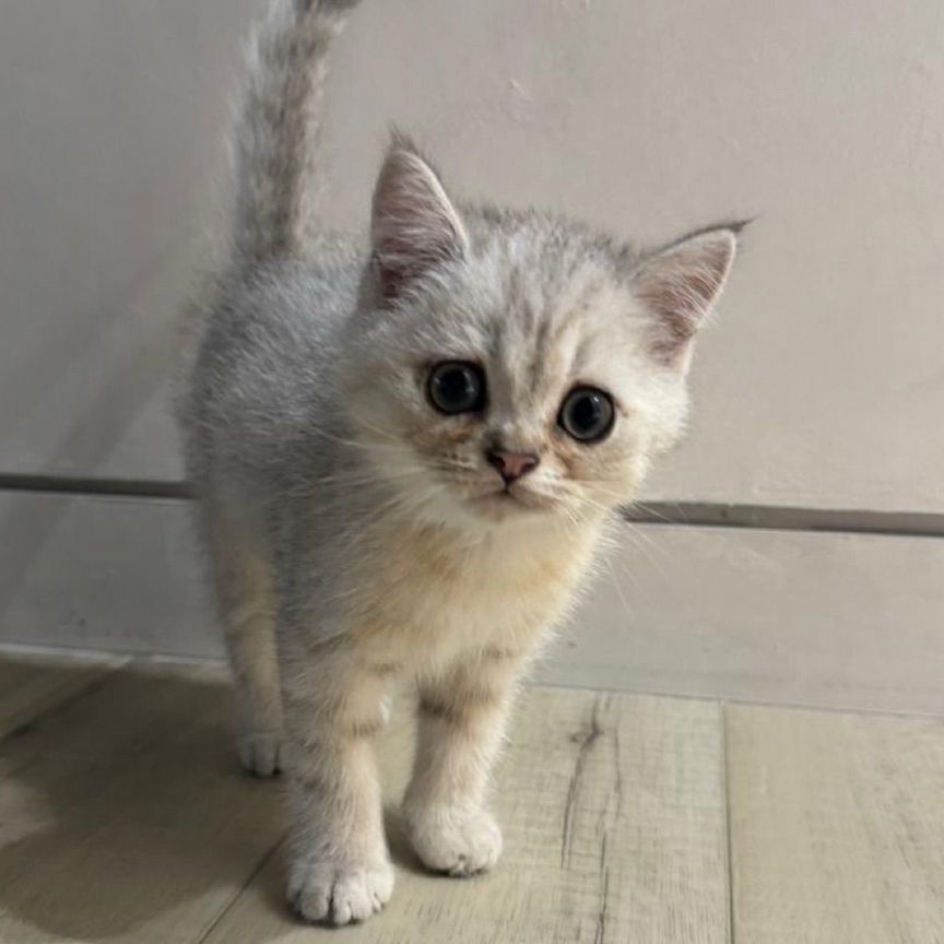 Шотландский котенок страйт