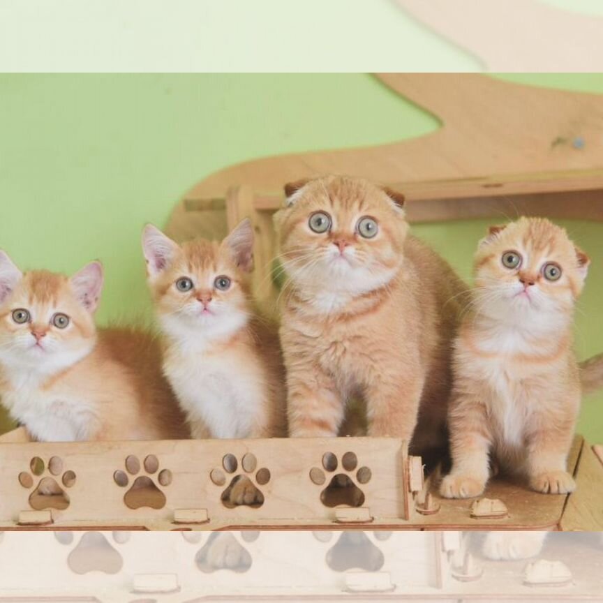 Котята редких драгоценных окрасов