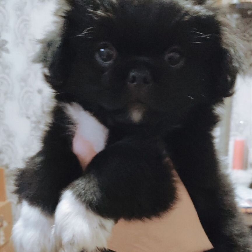 Продается пикенес,2 месяца,щенок