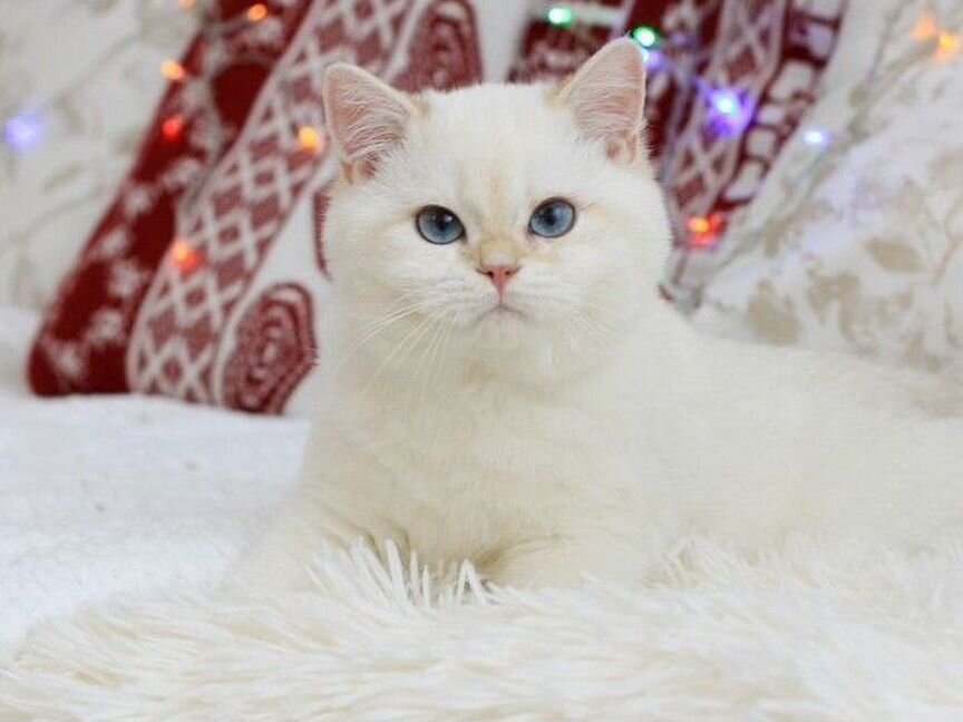 Голубоглазый котенок британская шиншилла