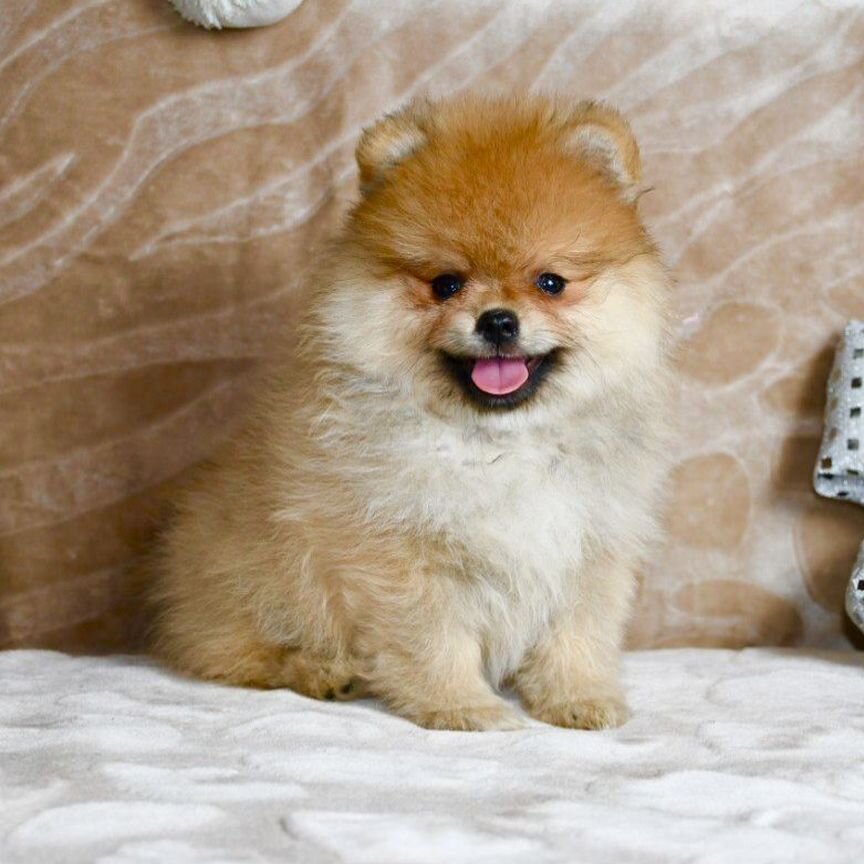 Померанский шпиц, щенок