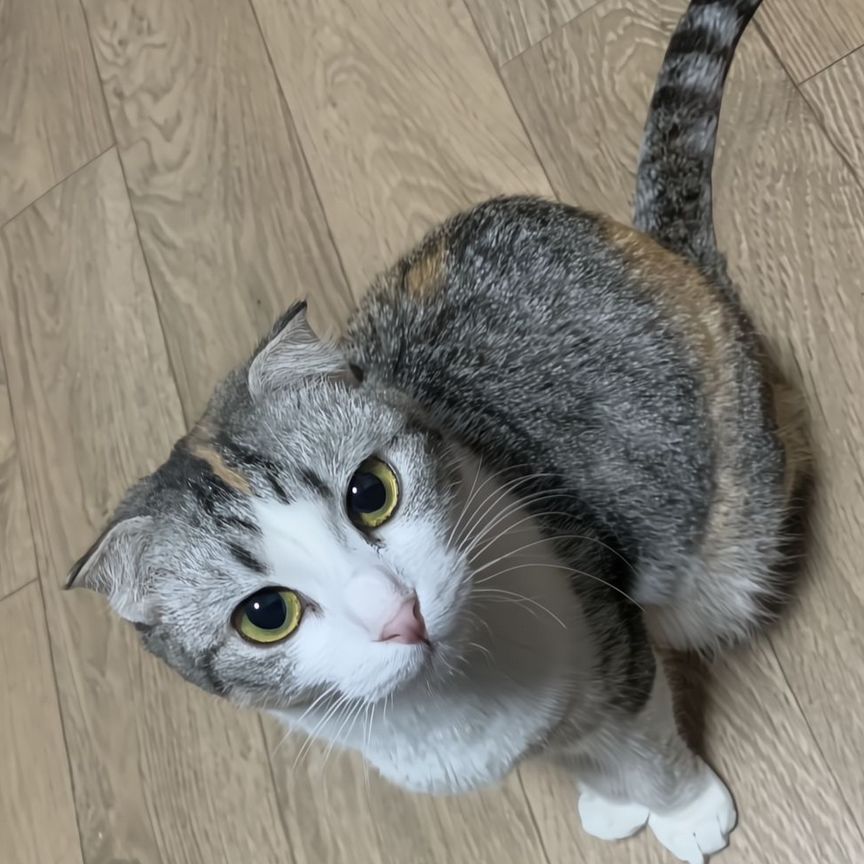 Шотландская вислоухая короткошёрстная, взрослая кошка