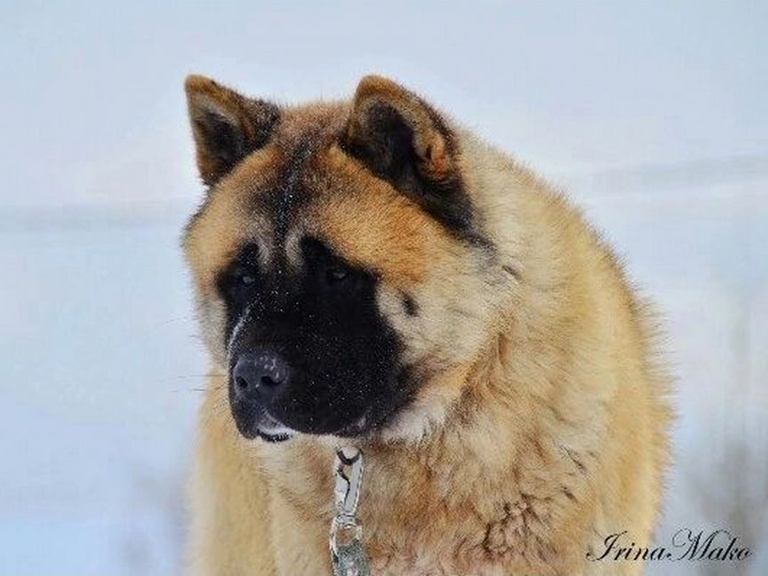 Американская акита