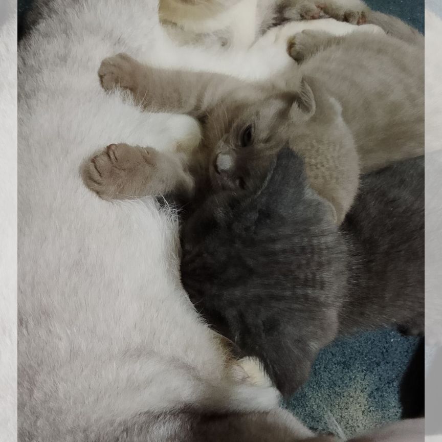 Милые котята