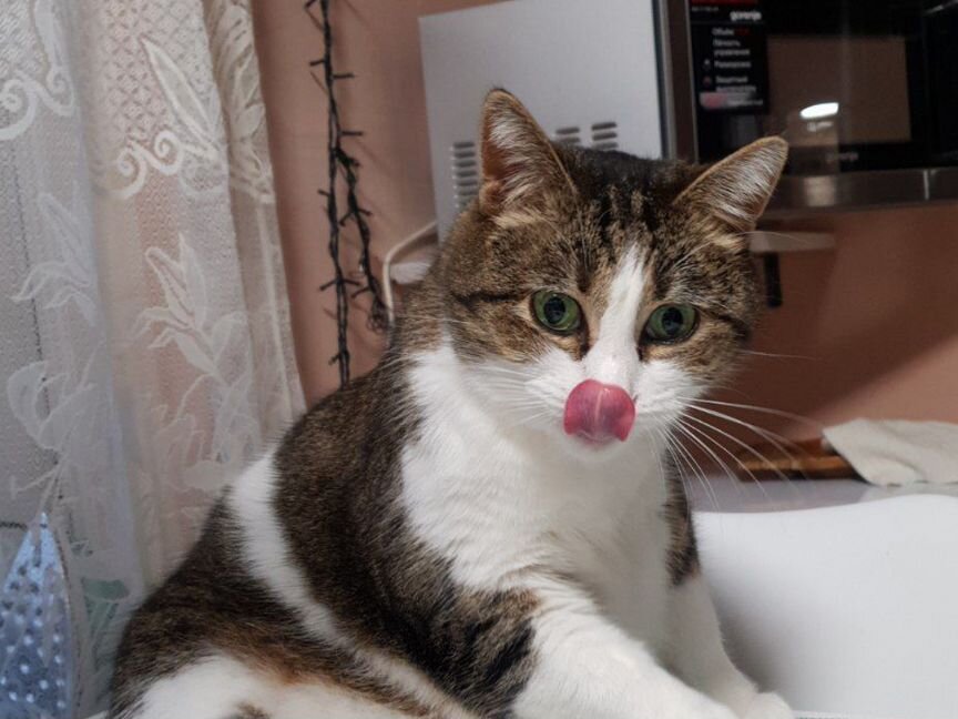 Европейская кошка