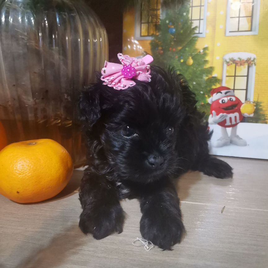 Малышка мальтипу F1