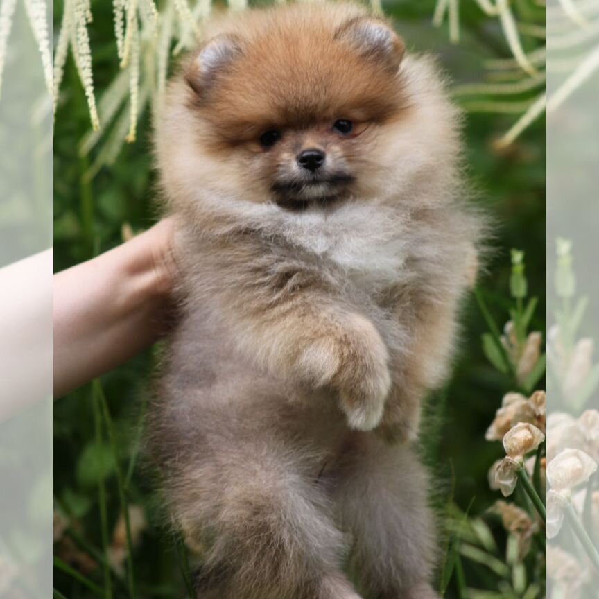 Померанский шпиц