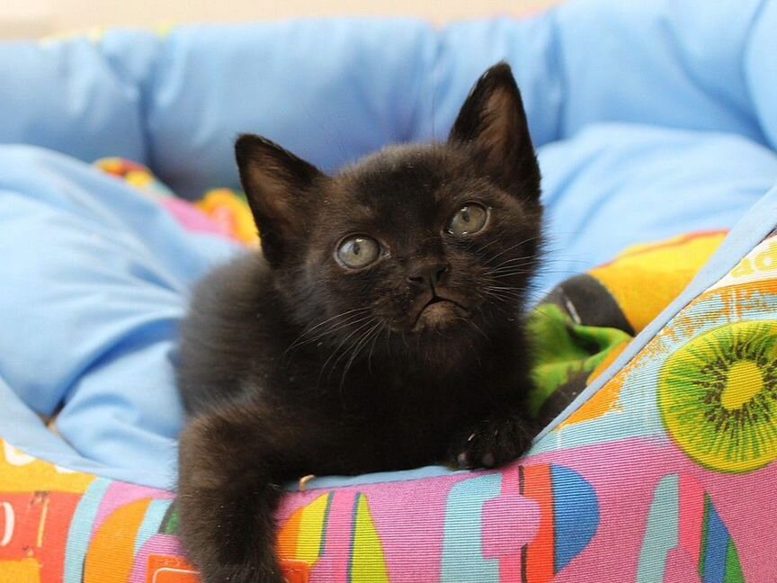 Бомбейский мальчик (Бомбей)