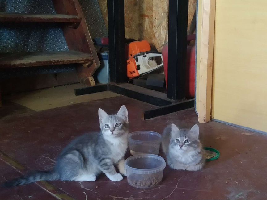 Котята в добрые руки