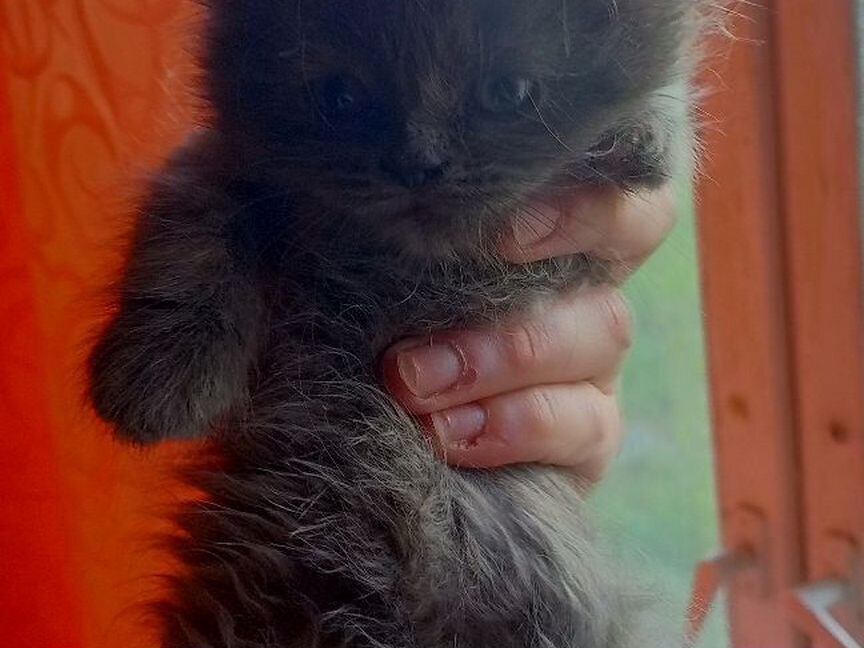 Британская