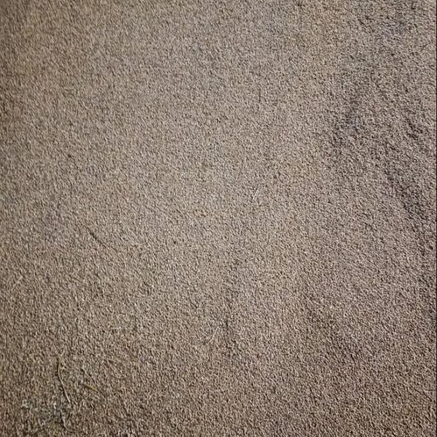 Кормовой овёс, Кормовая пшеница на корм