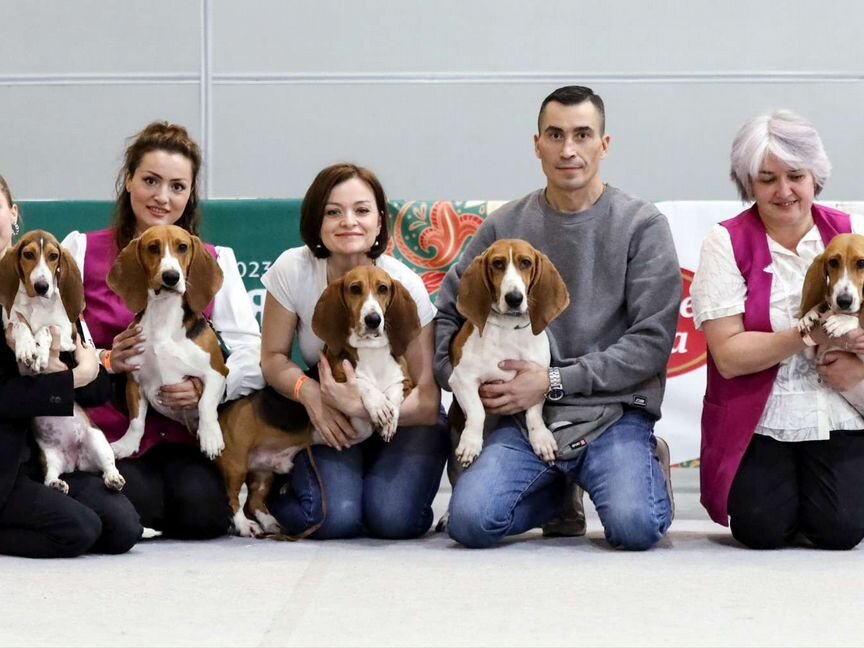 Артезиано-нормандский бассет