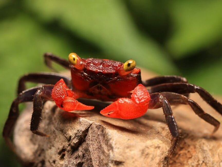 Краб красный томат