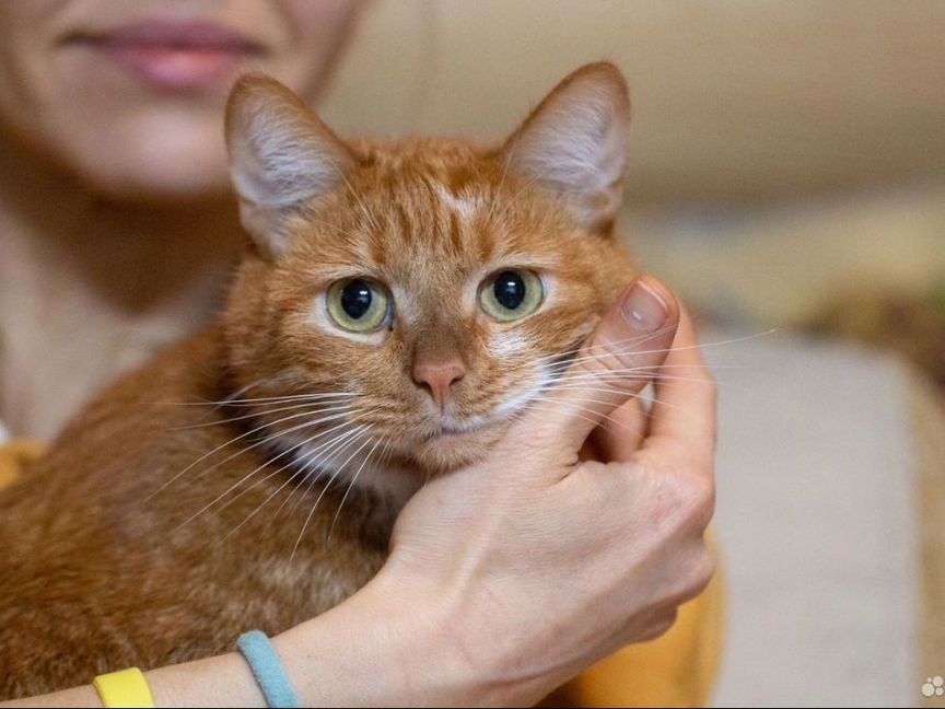 Метис Британца котик Финик ищет добрые ручки