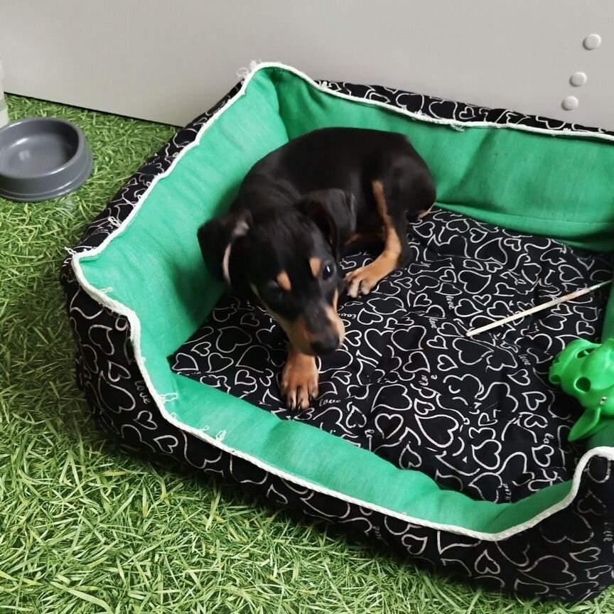 Той-терьер щенок 3,5 месяца