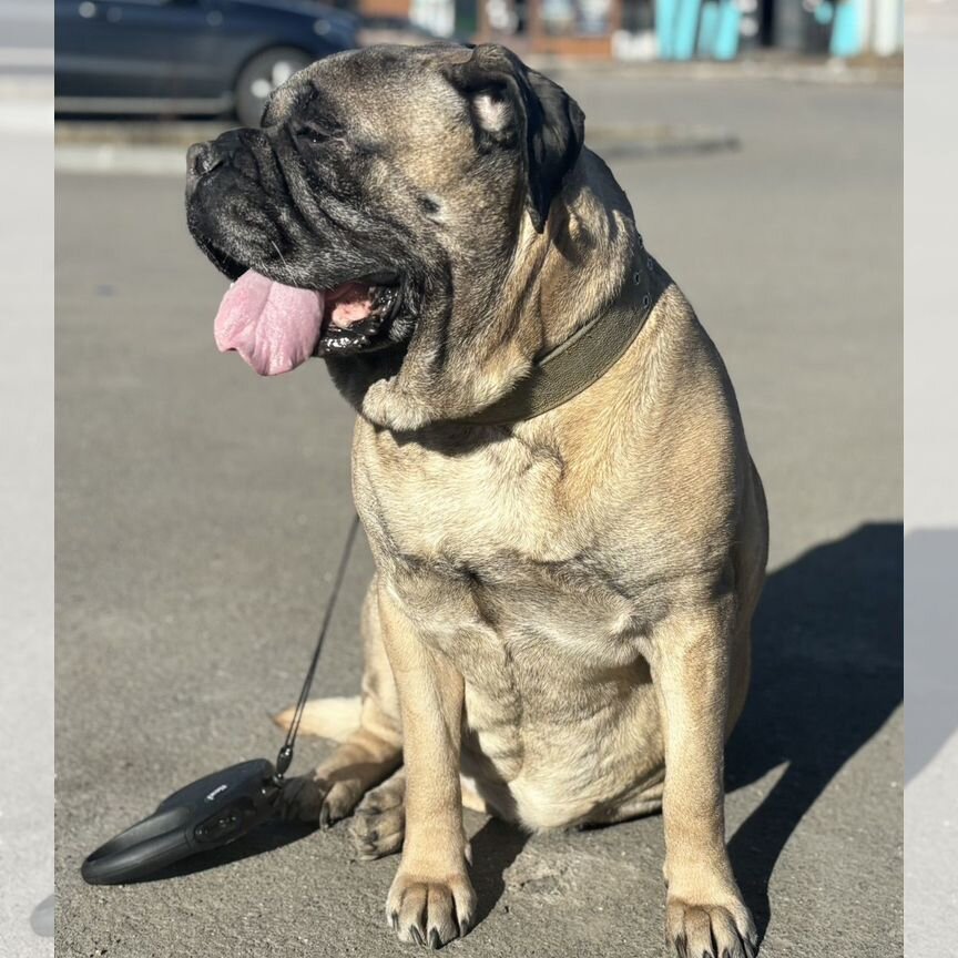 Английский мастиф