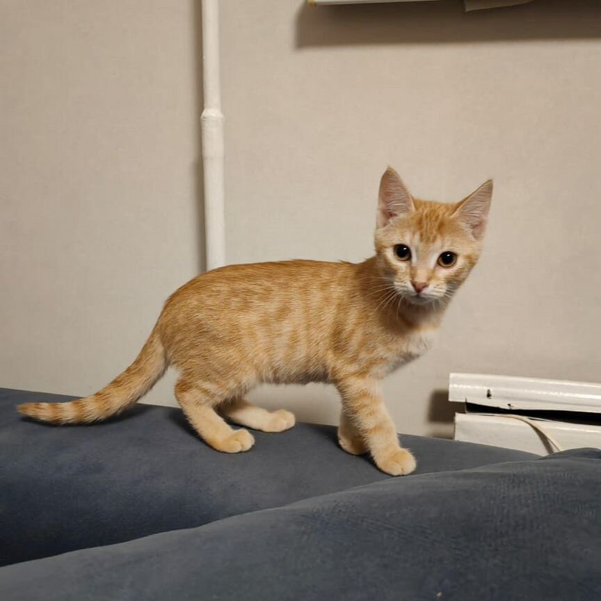 Мальчик 3,5 месяца