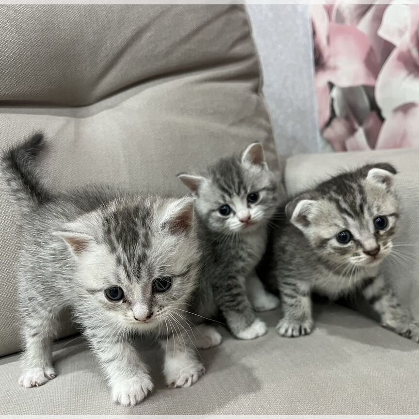 Котята от вислоухой кошечки