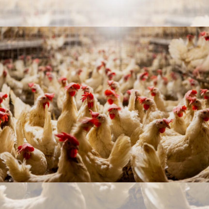 Куры несушки