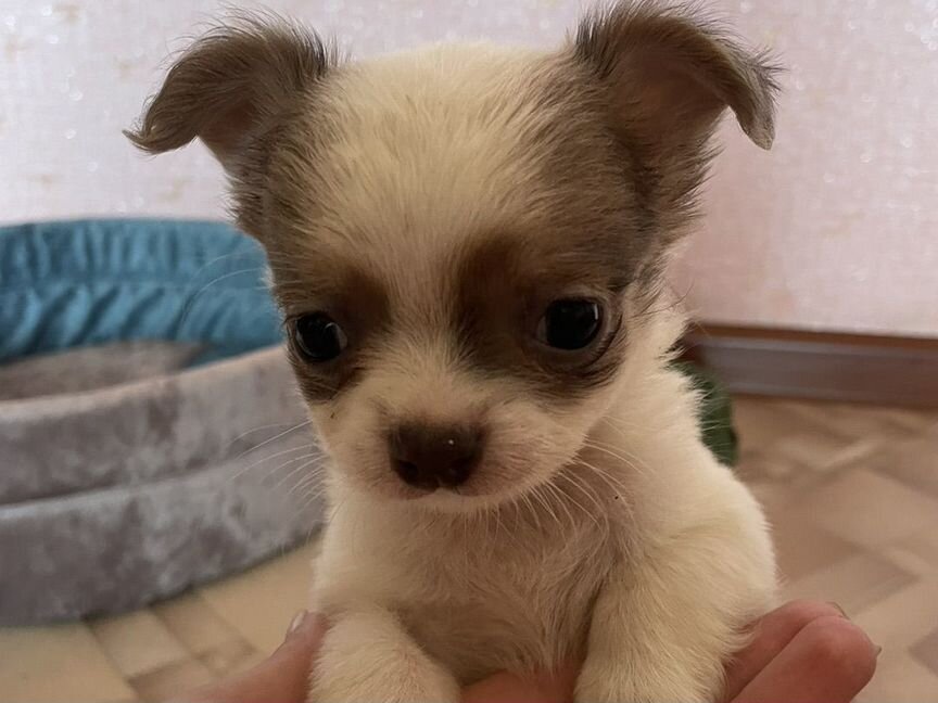 Щенки чихуахуа