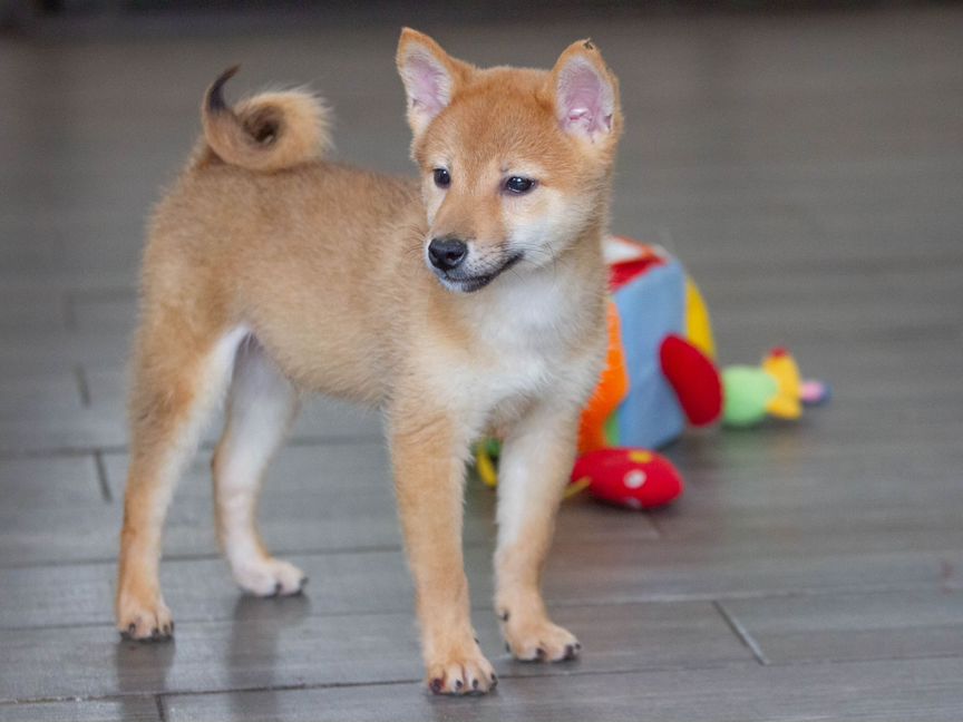 Мальчик сиба шиба ину