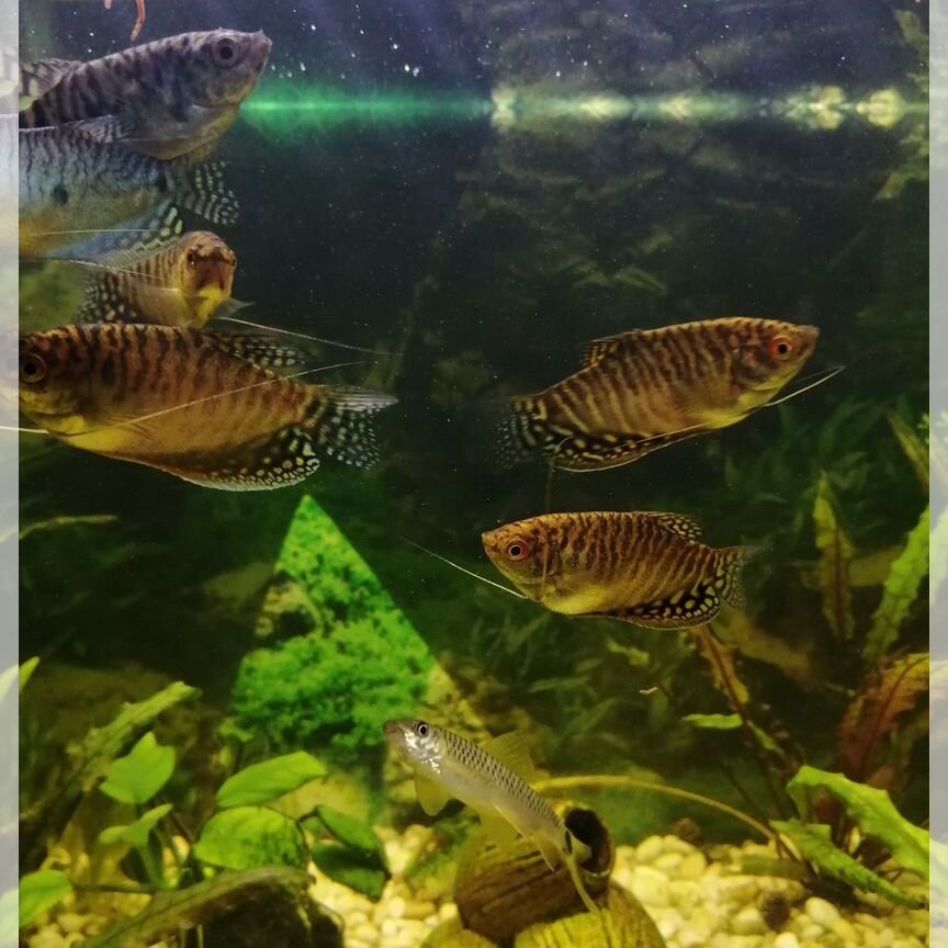 Живая рыба для пруда