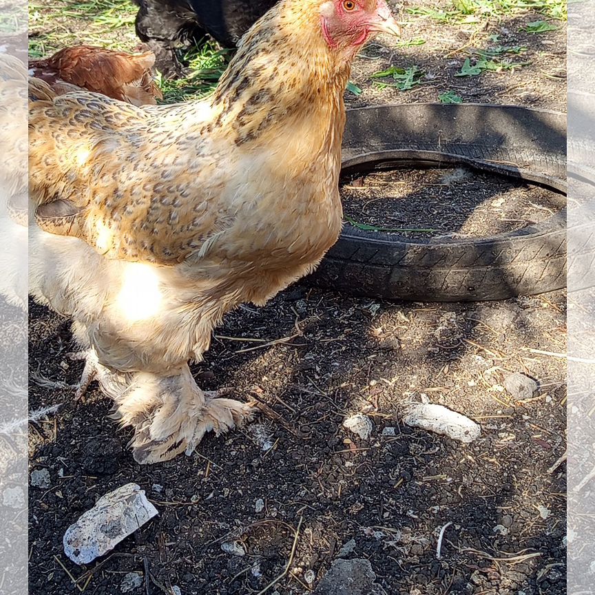 Куры породы брама