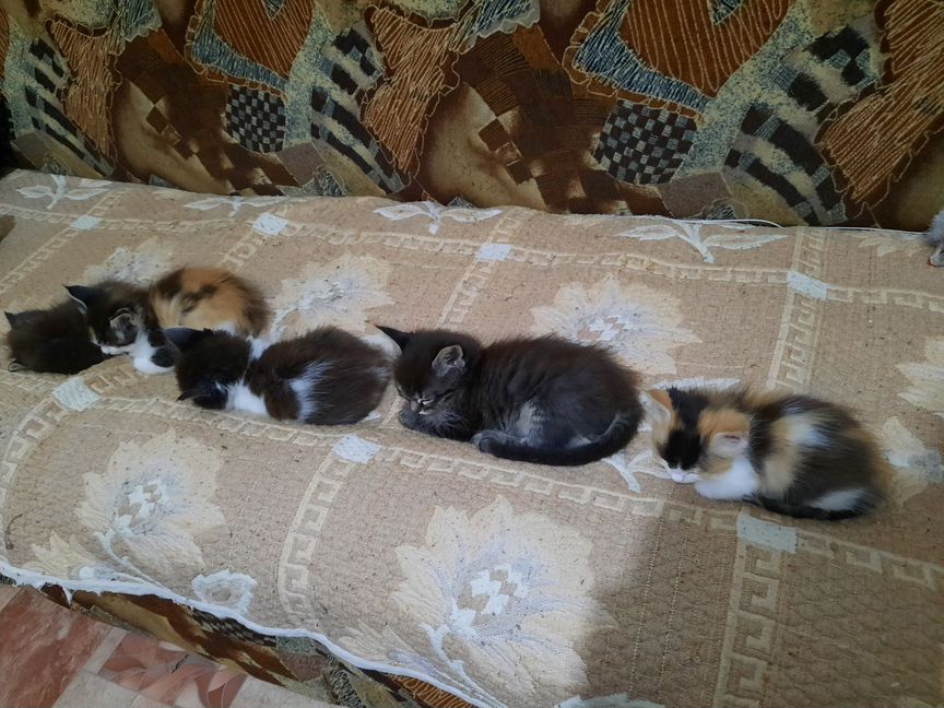 Котята мейн-кун