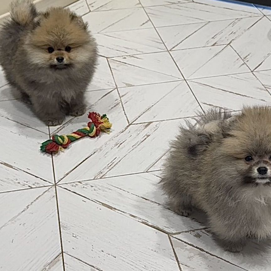 Померанский шпиц, щенок