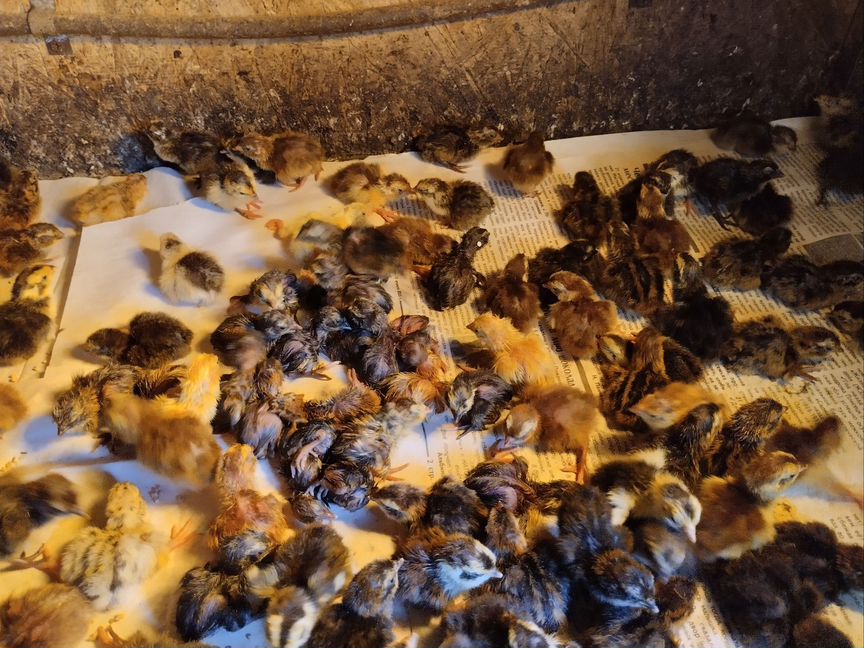 Перепела селадон