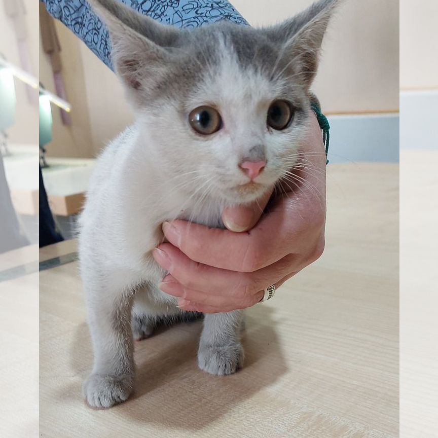 Котик 4-5мес