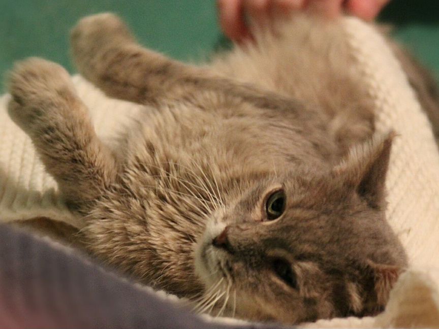 Ласковая добрая и молоденькая Ксюшенька в дар