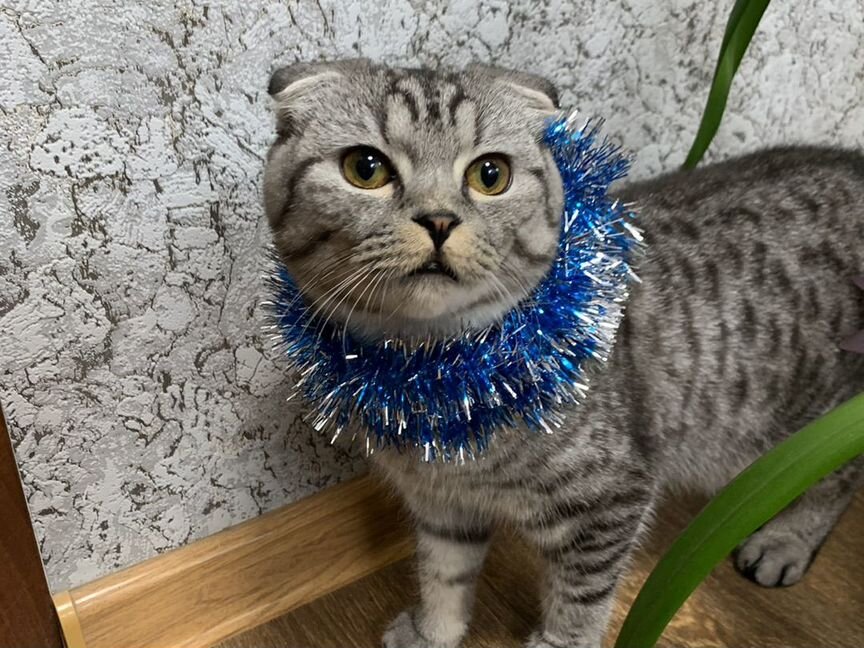 Шотландский кот на вязку