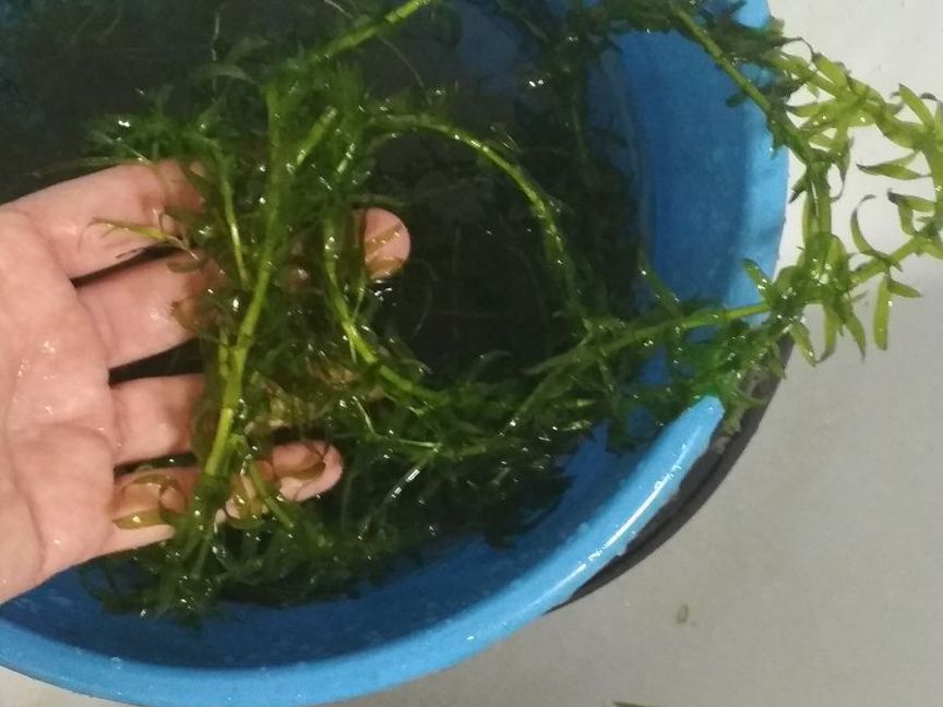 Аквариумные растения