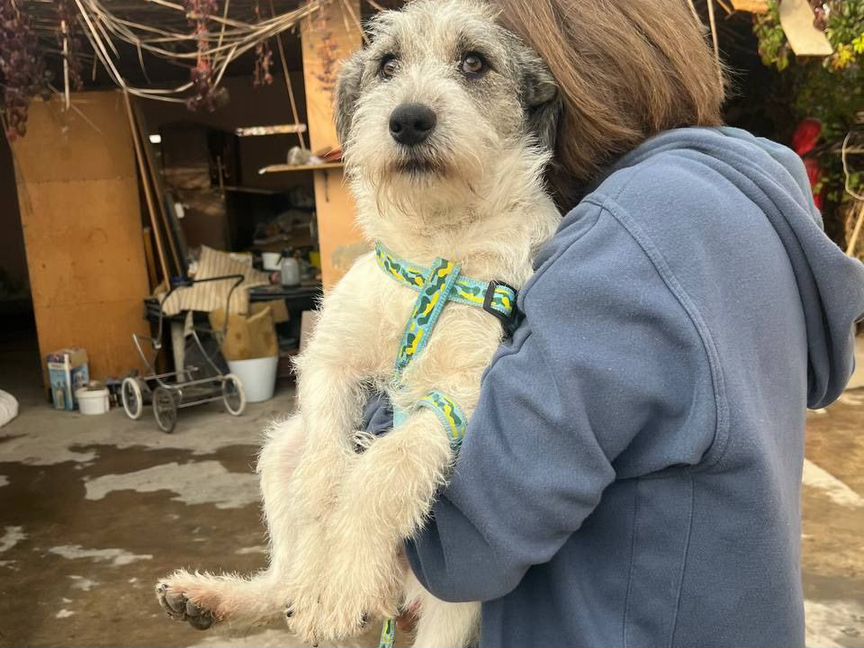 Артур Пирожков - Собака мальчик в добрые руки