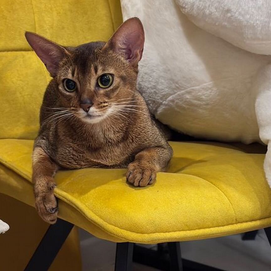 Абиссинский котёнок