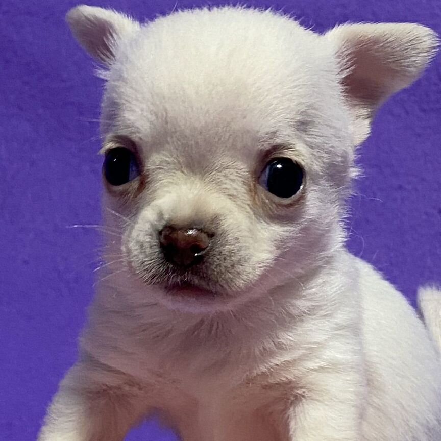 Чихуахуа Снежок, Кефирчик и Вайсик