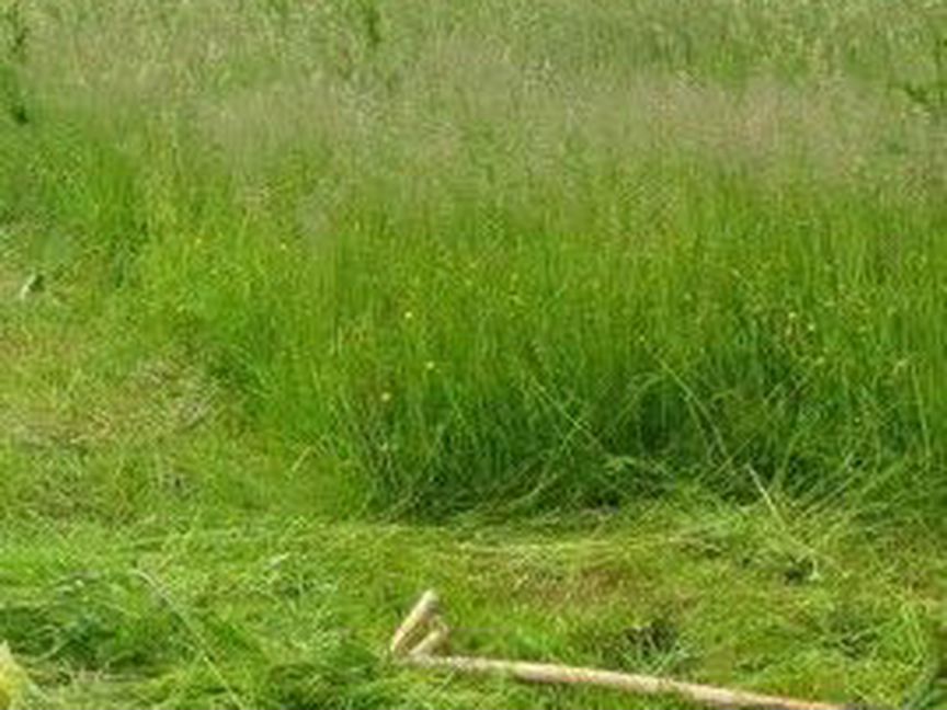 Сено для грызунов